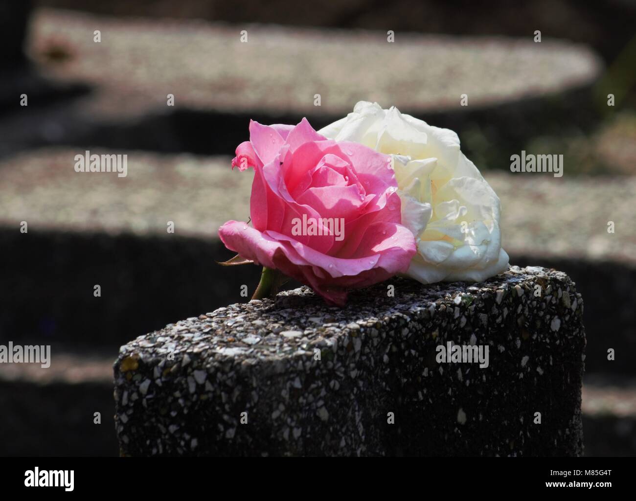 Rose Flower, in Malang Indonesia Stock Photo - Alamy