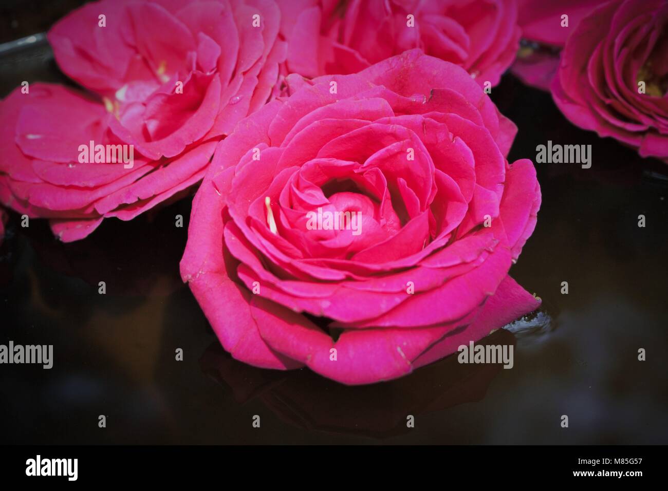 Rose Flower, in Malang Indonesia Stock Photo - Alamy
