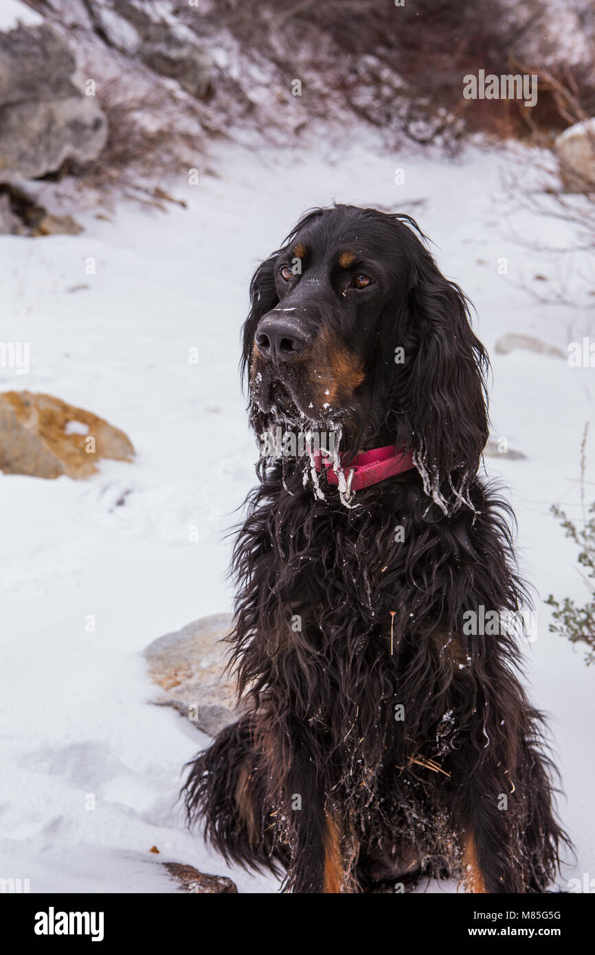Gordon Setters Dogs In Snow