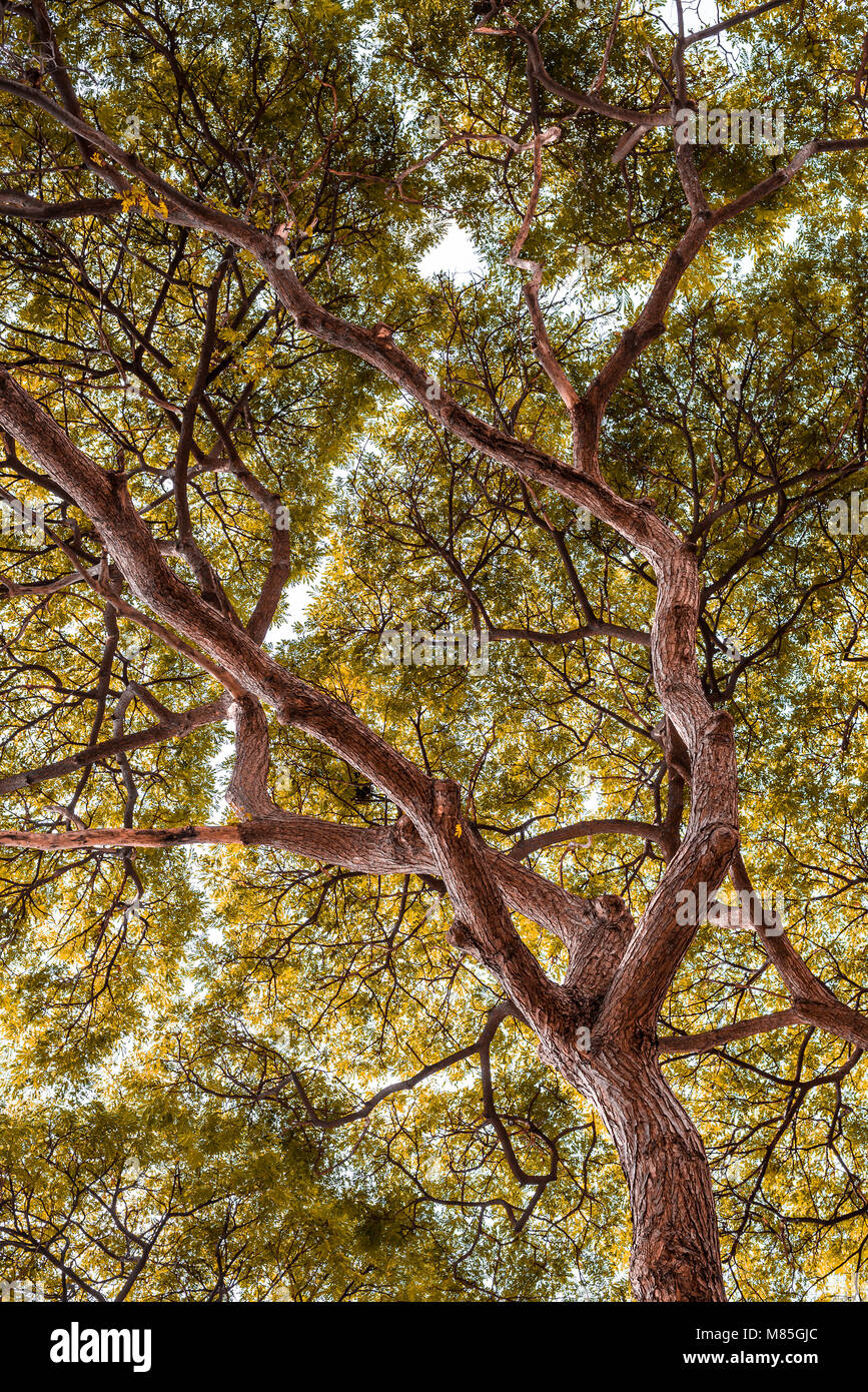 Large Samanea saman tree with branch Stock Photo - Alamy