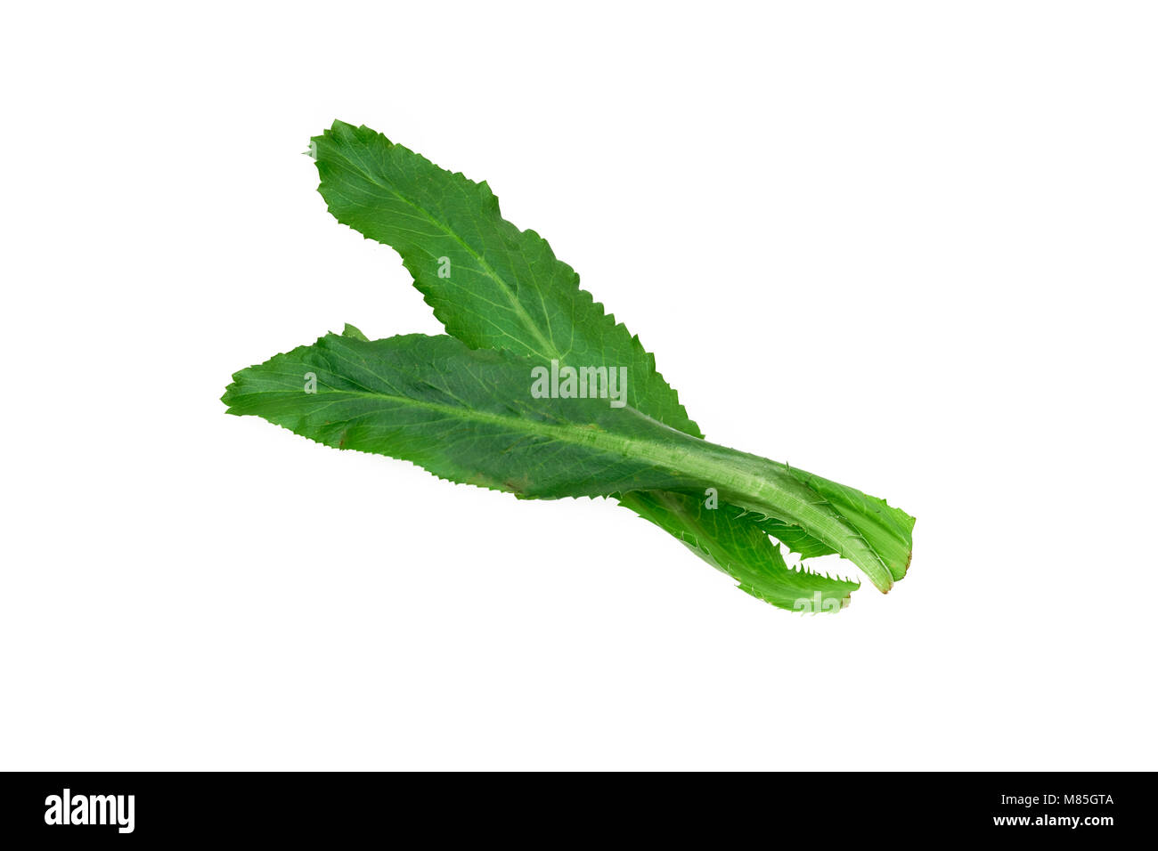 Eryngium Foetidum-culantro on white background Stock Photo - Alamy