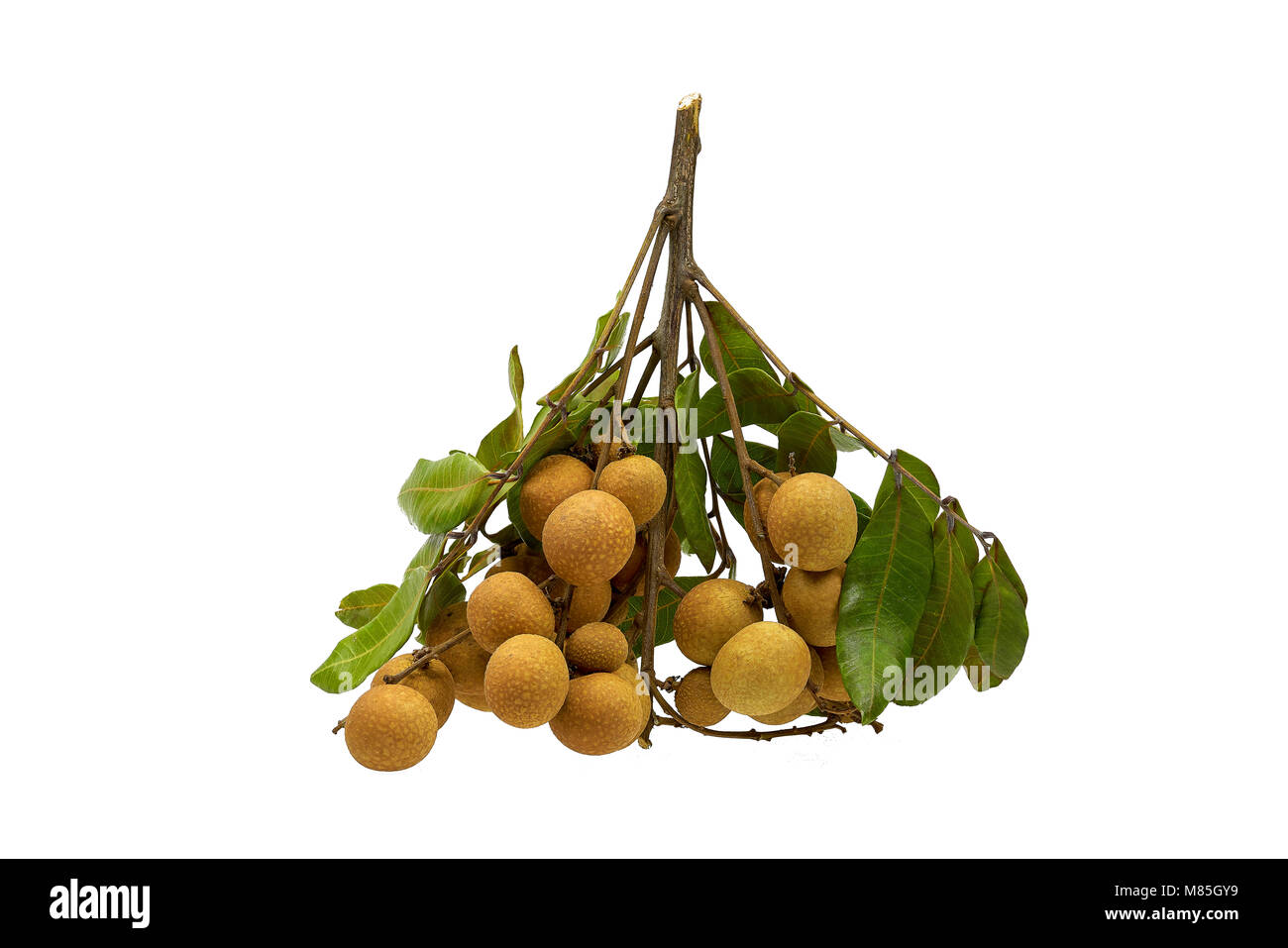 Logan fruit with leaves on white background Stock Photo - Alamy