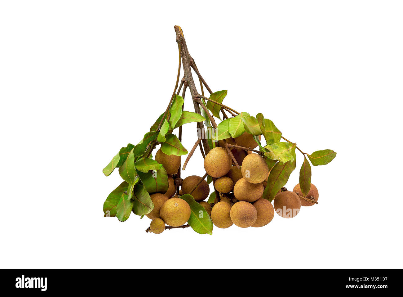 Logan plant hi-res stock photography and images - Alamy