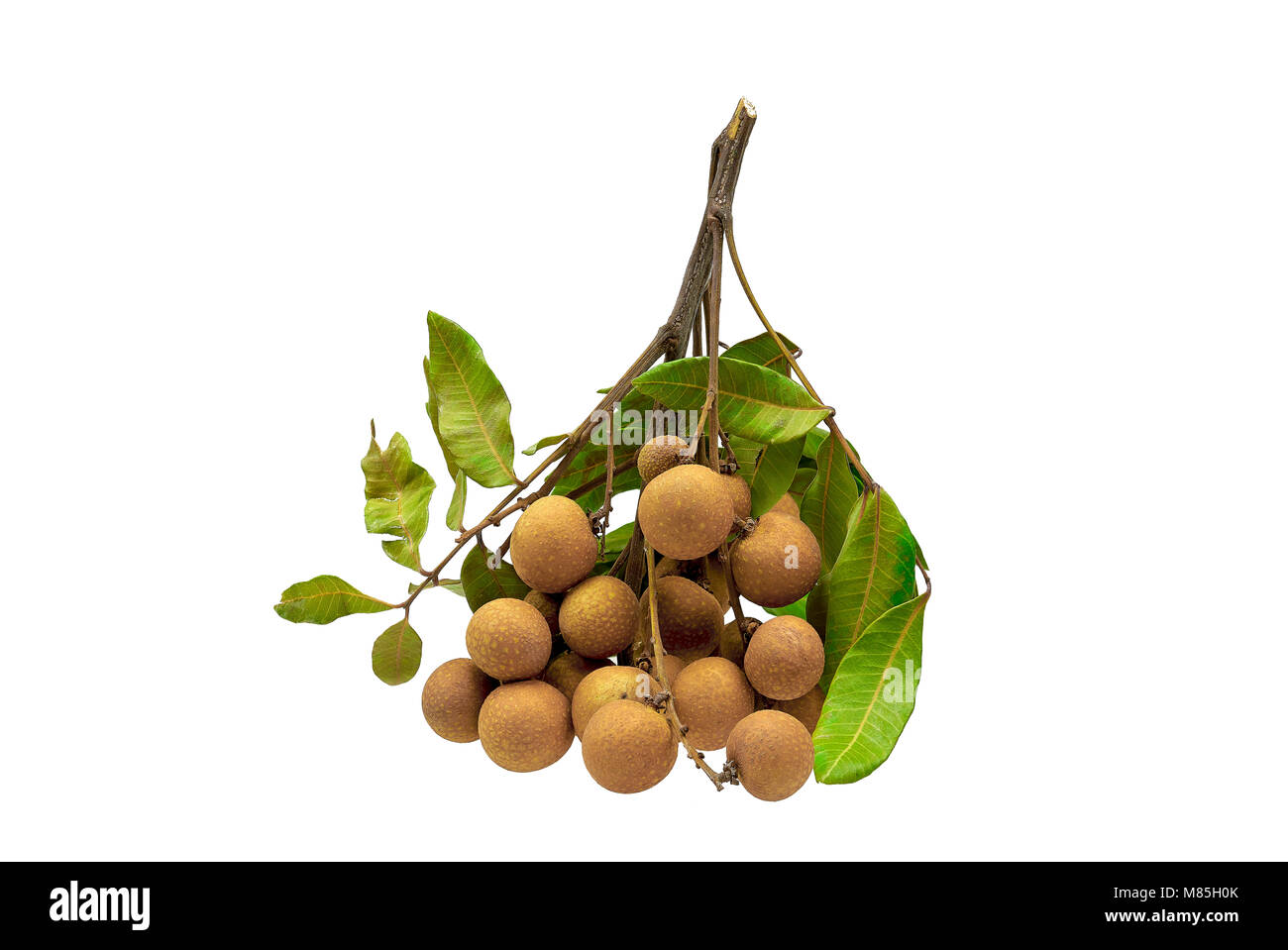logan fruit with leaves isolated on white background Stock Photo - Alamy