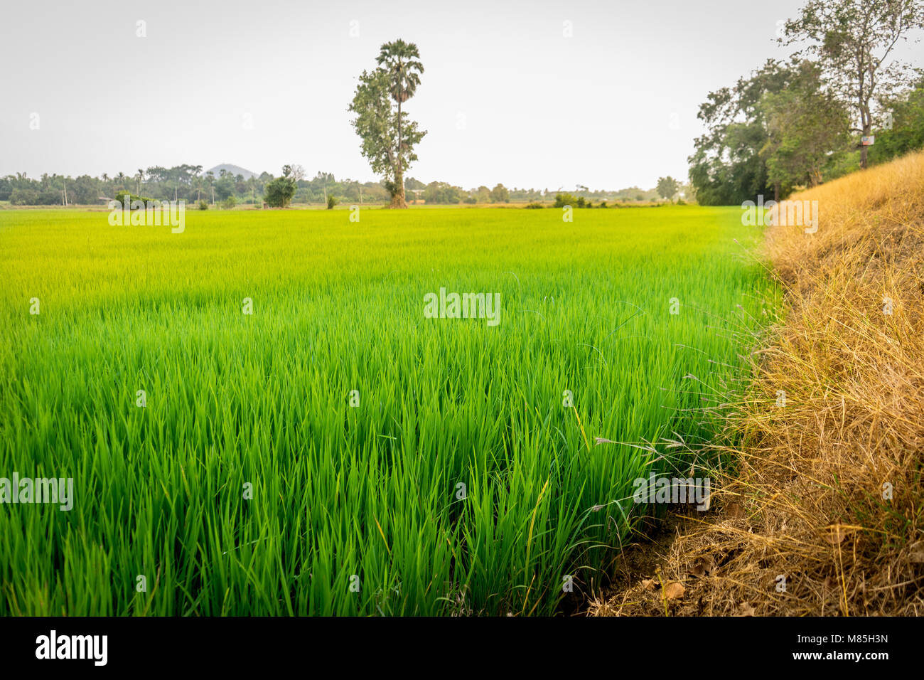 The rice fields in the countryside of Supanburi province are standing ...