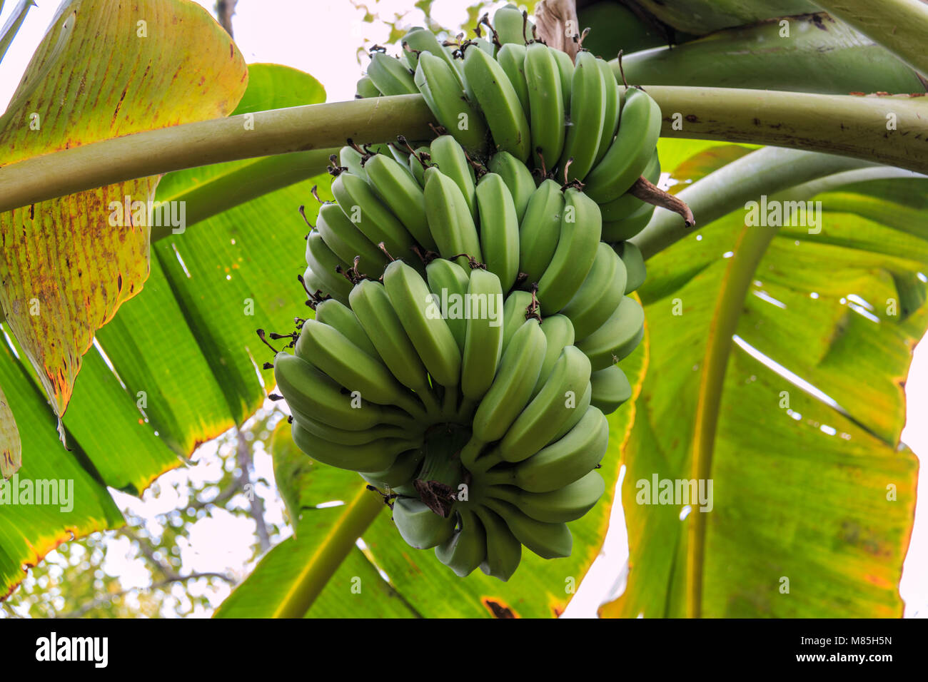 Raw bananas in the jungle Stock Photo - Alamy