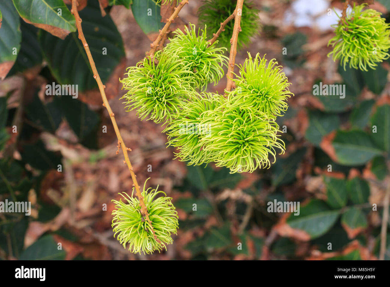 Raw rambutan fruits on the tree Stock Photo - Alamy