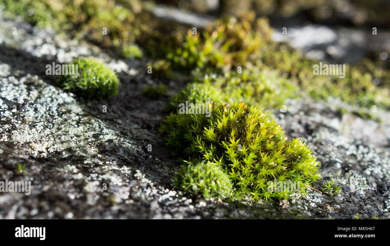 Cyndee brown hi-res stock photography and images - Alamy