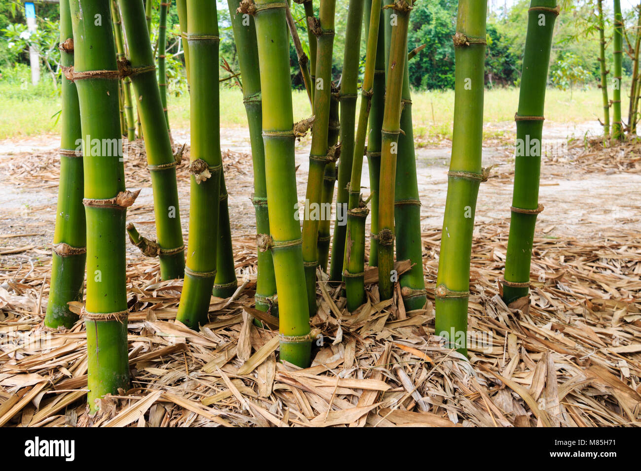 bamboo clump in garden Stock Photo - Alamy