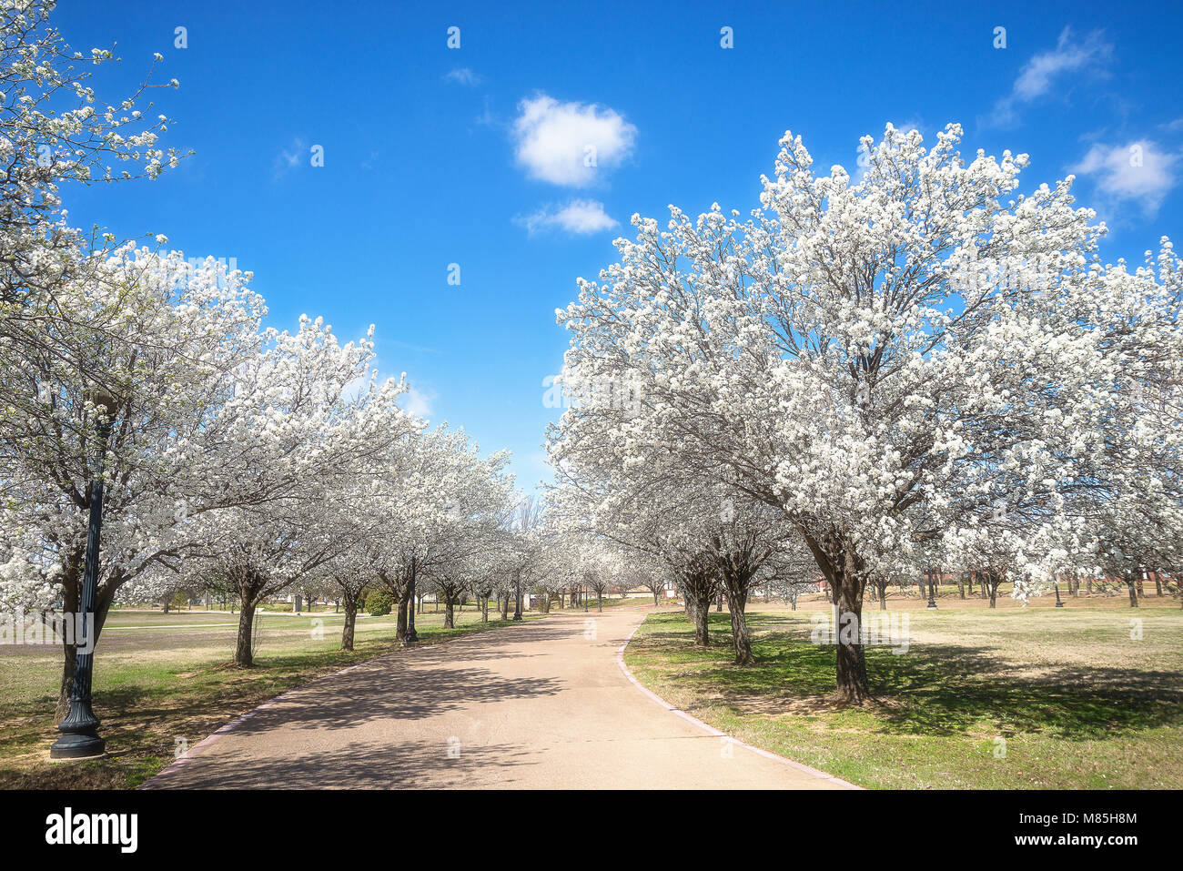 White Bradford pear trees blooming along a street in the Texas spring ...