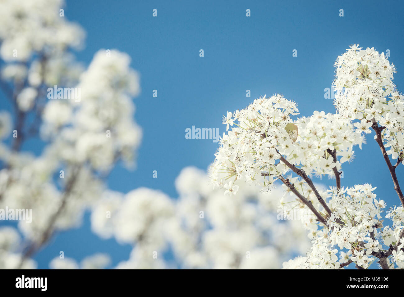 Blooming bradford pear tree hi-res stock photography and images - Alamy