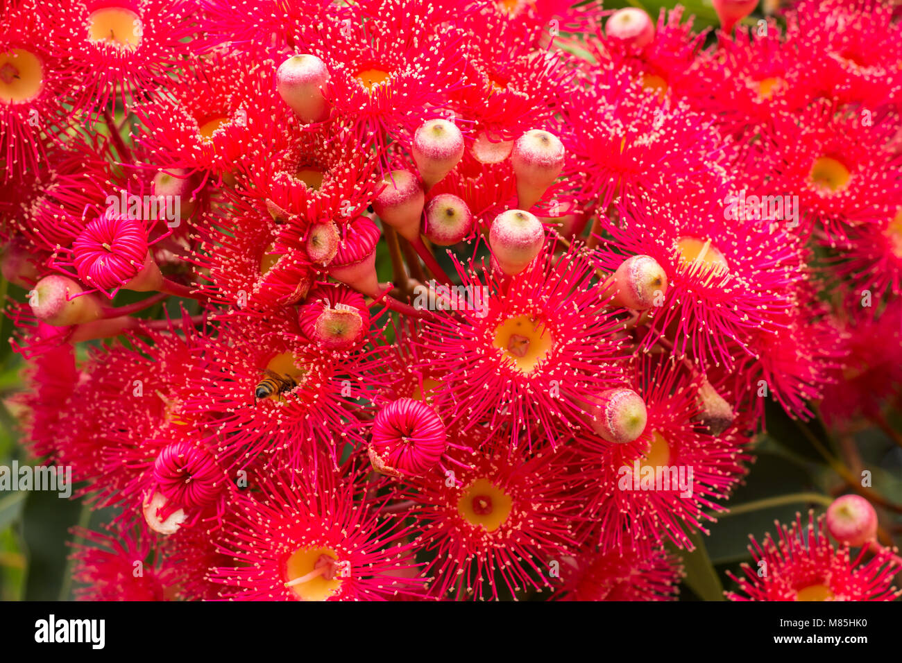Eucalyptus blossom hi-res stock photography and images - Alamy