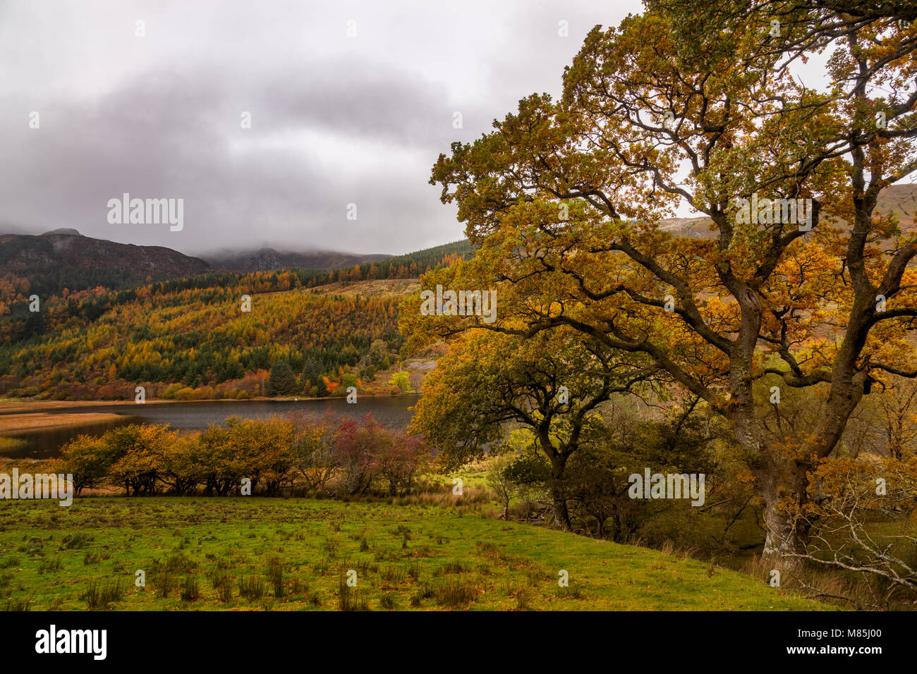 Trees in autumn colours at Llyn Crafnant, Snowdonia, North Wales Stock ...