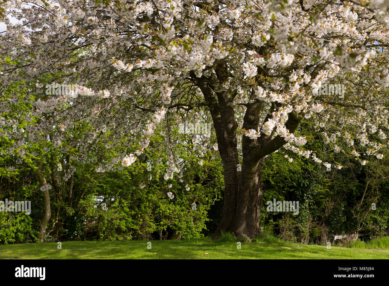 Tree Blosson High Resolution Stock Photography and Images - Alamy