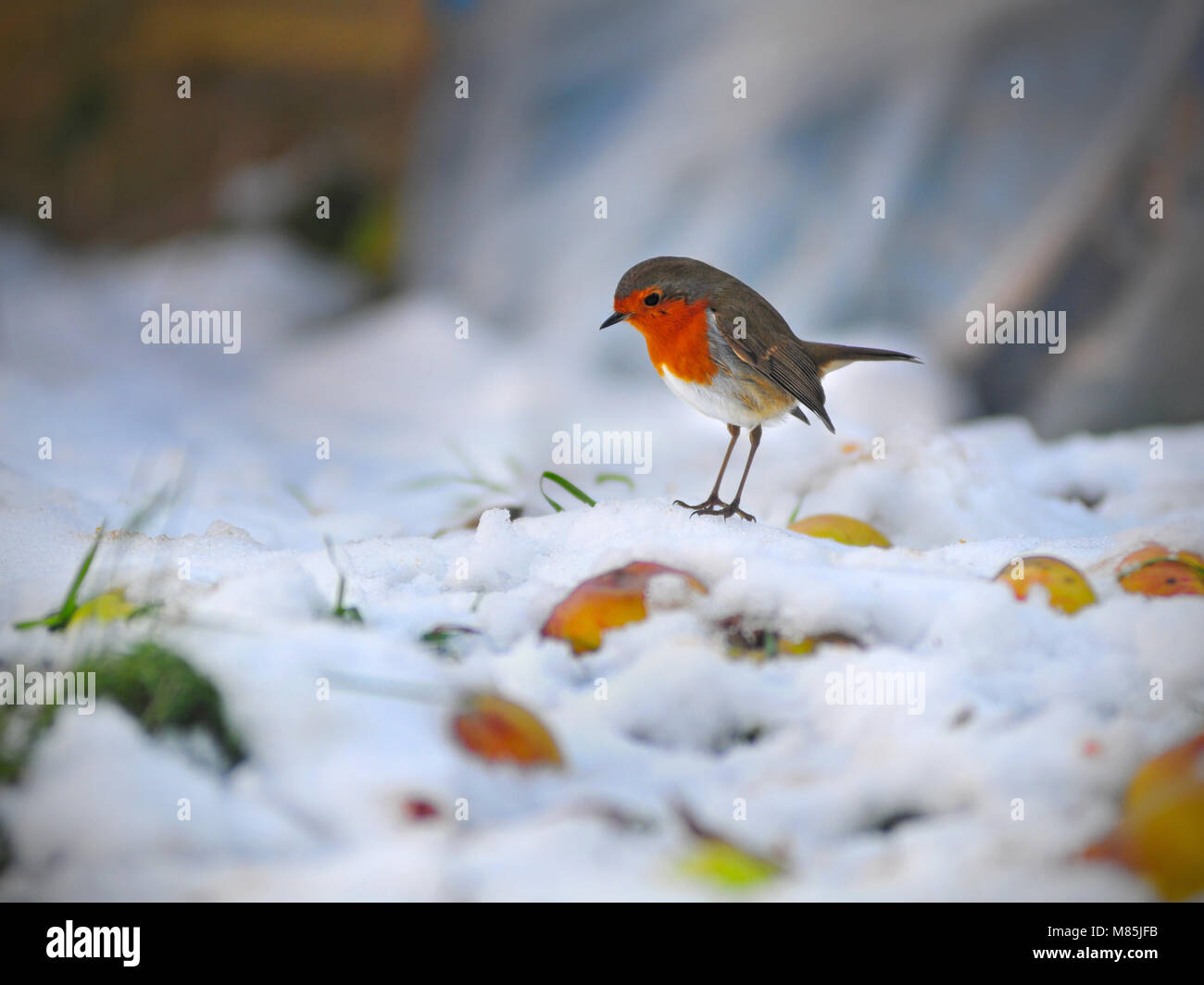 Erithacus rubecula red breasted european robin standing in the snow ...