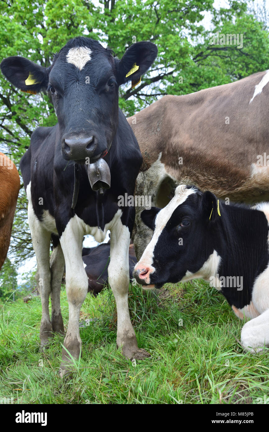 Swiss Cows Stock Photos & Swiss Cows Stock Images - Alamy