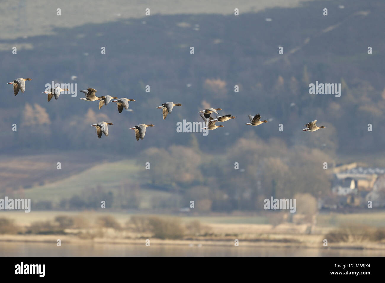 Pink-footed Geese, Anser brachynchus, flock flying by Loch Leven ...