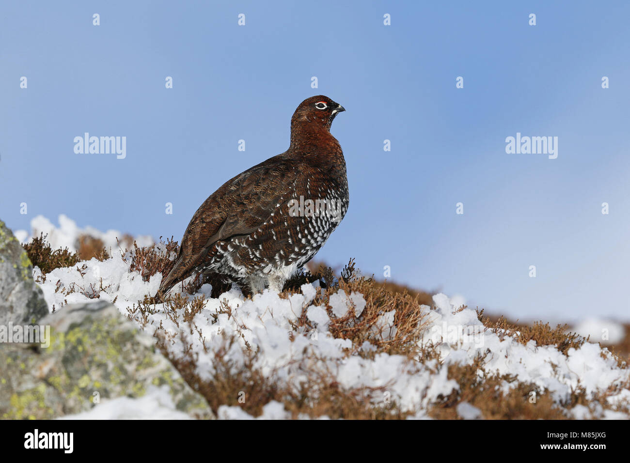 Red grouse scotland hi-res stock photography and images - Alamy