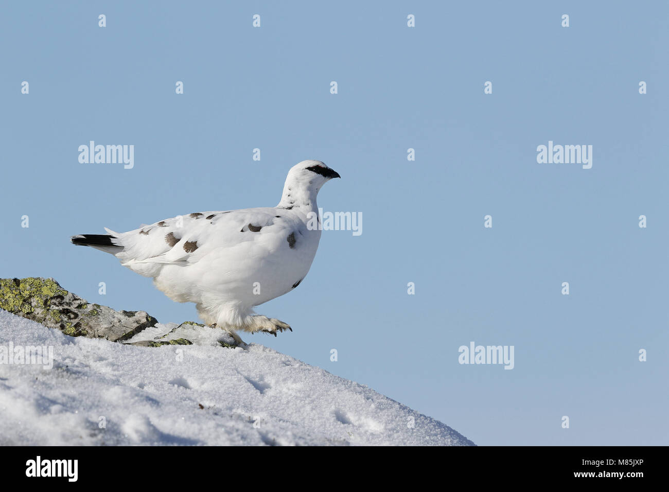 Rock Ptarmigan, Lagopus mutus, male walking Stock Photo - Alamy