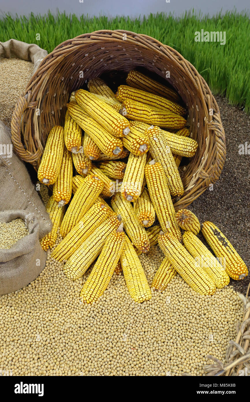 Big Bunch of Maize Corn Ears Stock Photo - Alamy