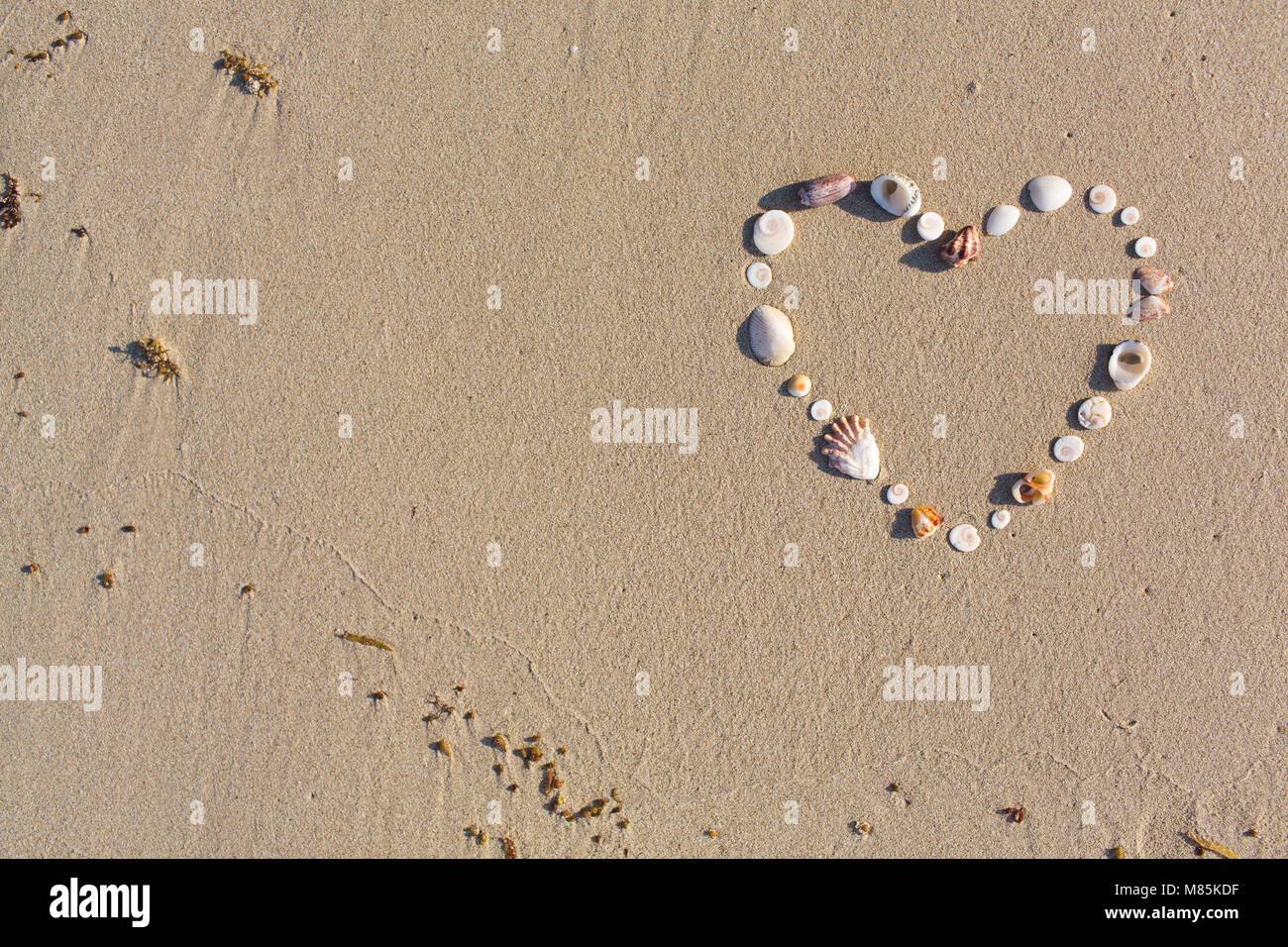 Stones shells corals on beach hi-res stock photography and images - Alamy