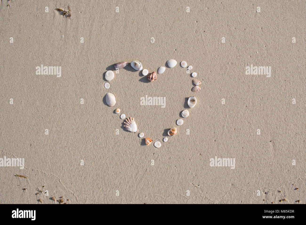 Stones shells corals on beach hi-res stock photography and images - Alamy