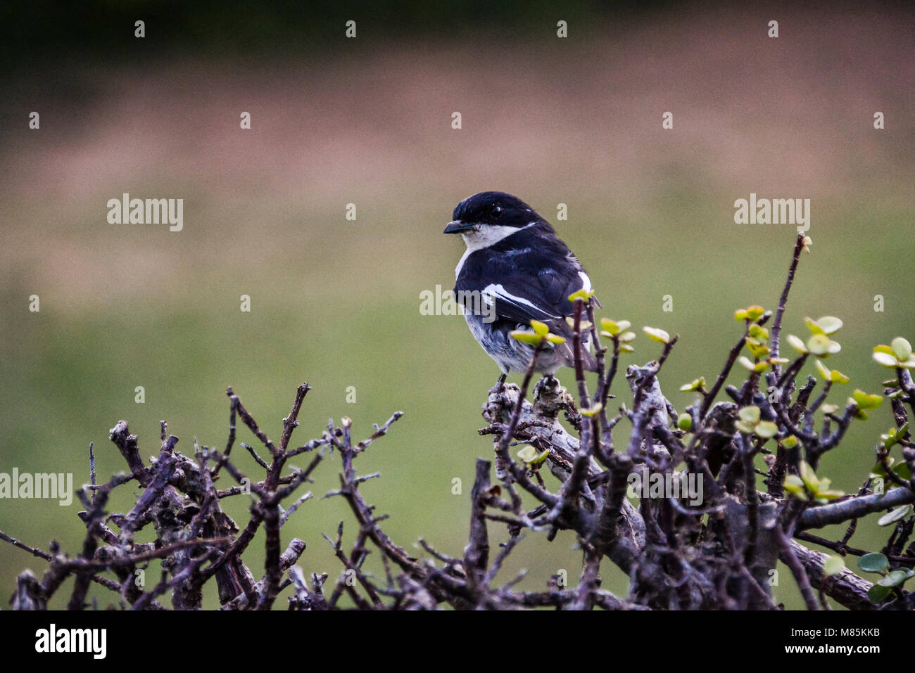 M silens hi-res stock photography and images - Alamy