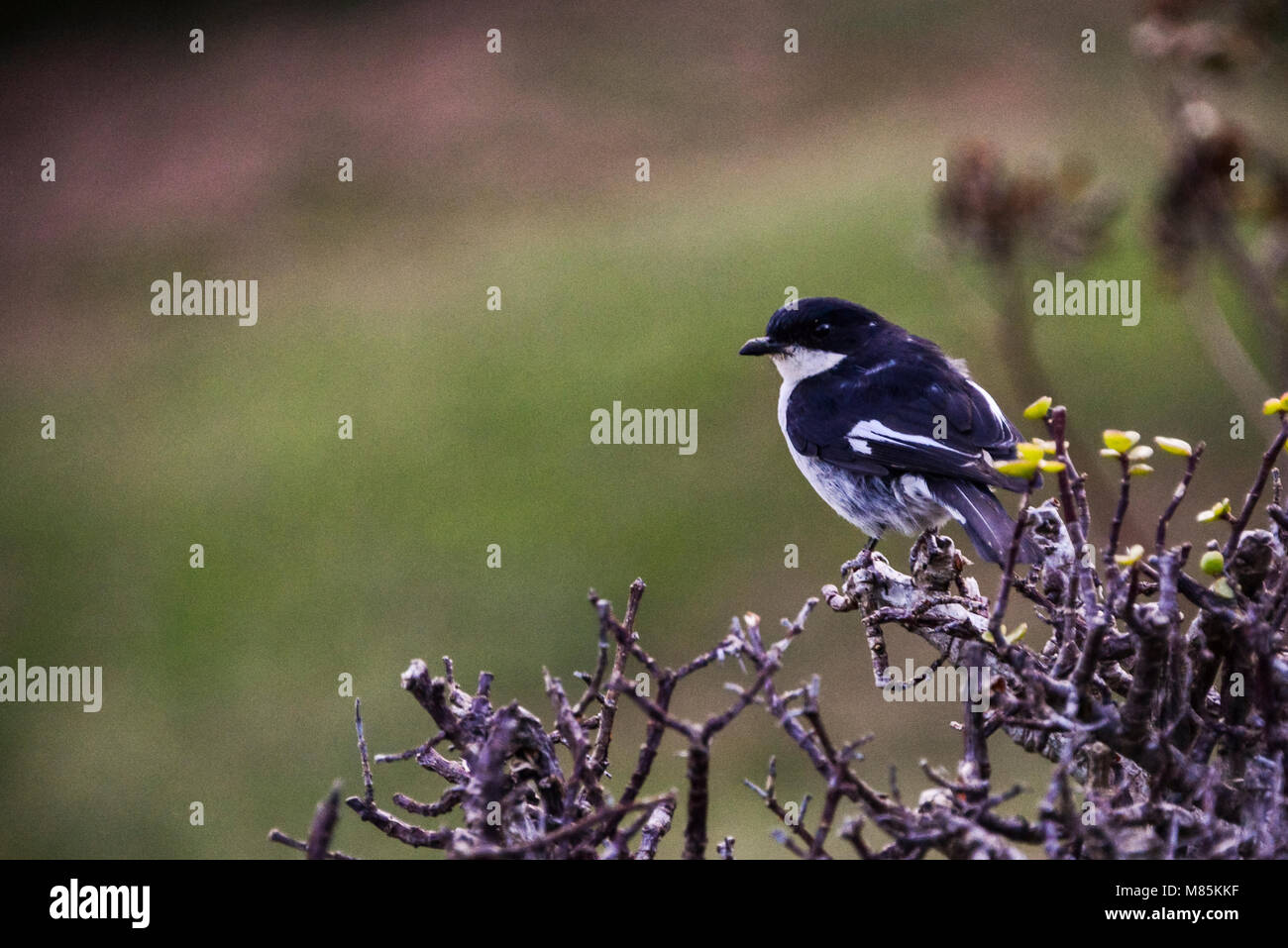 A male fiscal flycatcher (Melaenornis silens) perching on a branch ...