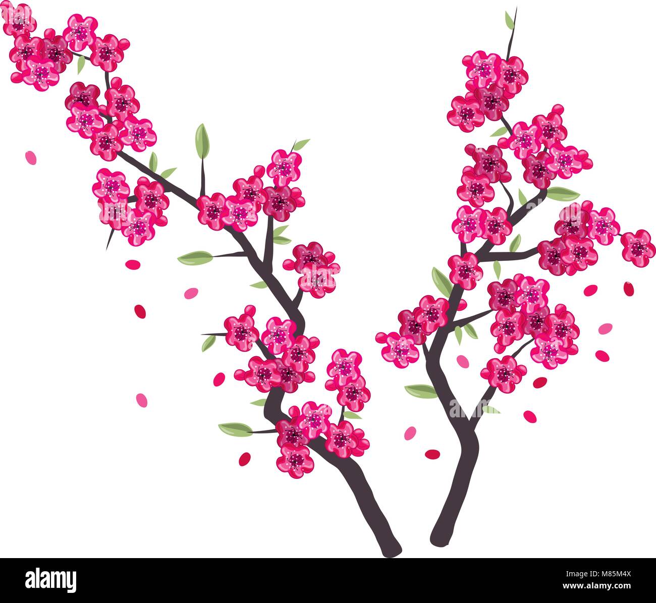 vector sakura branches with pink blossom isolated on white background ...