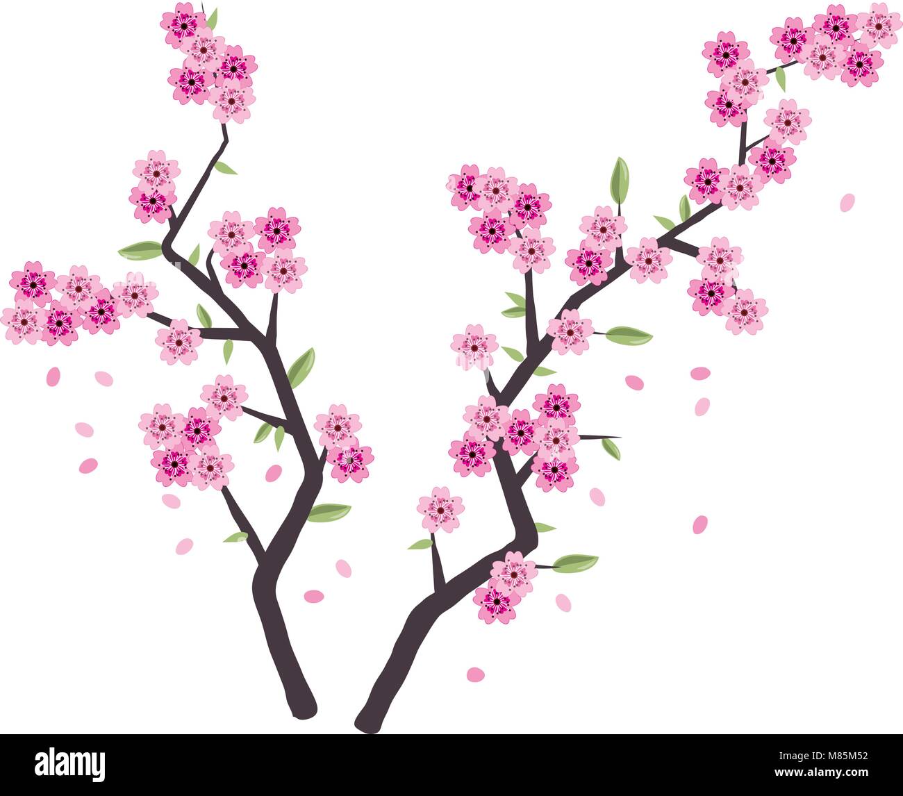 vector sakura branches with pink blossom isolated on white background ...