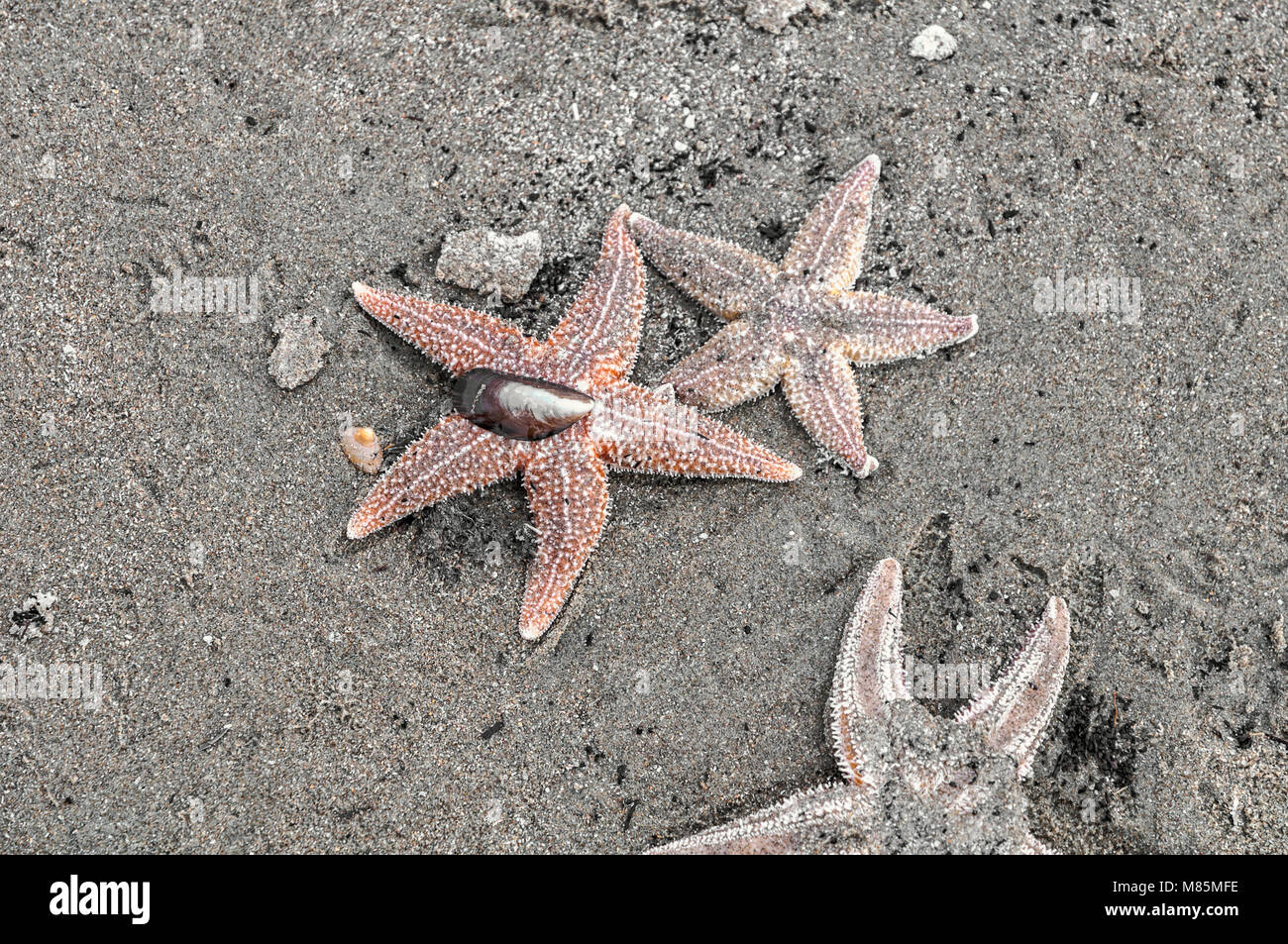 sea stars on the beach Stock Photo - Alamy