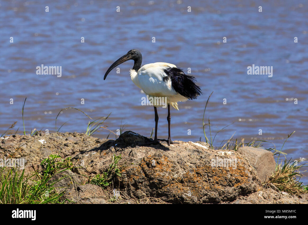 The African sacred ibis is a species of ibis. Its sister species is the ...