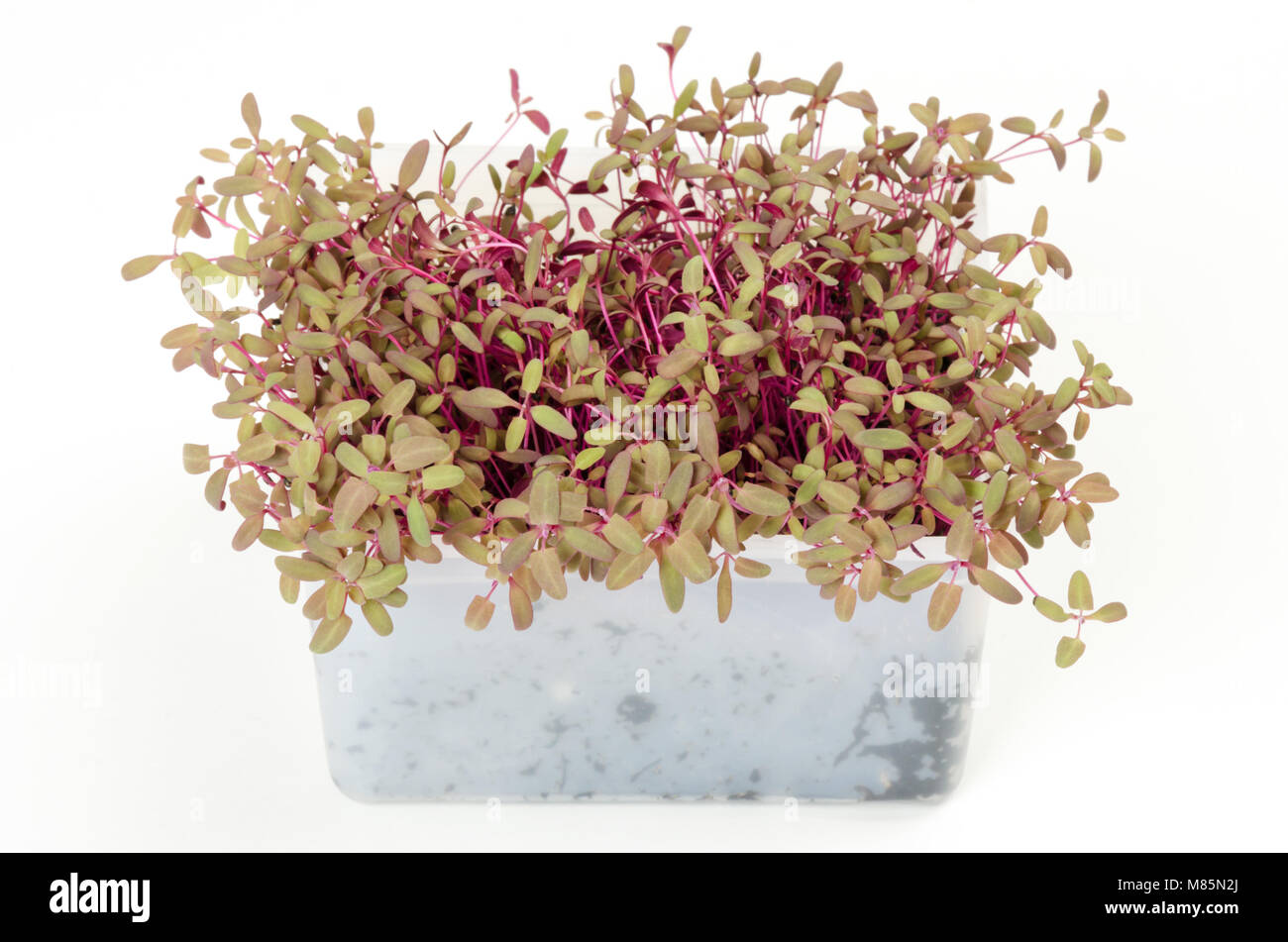Red garden orache microgreen in white plastic container. Reddish shoots ...