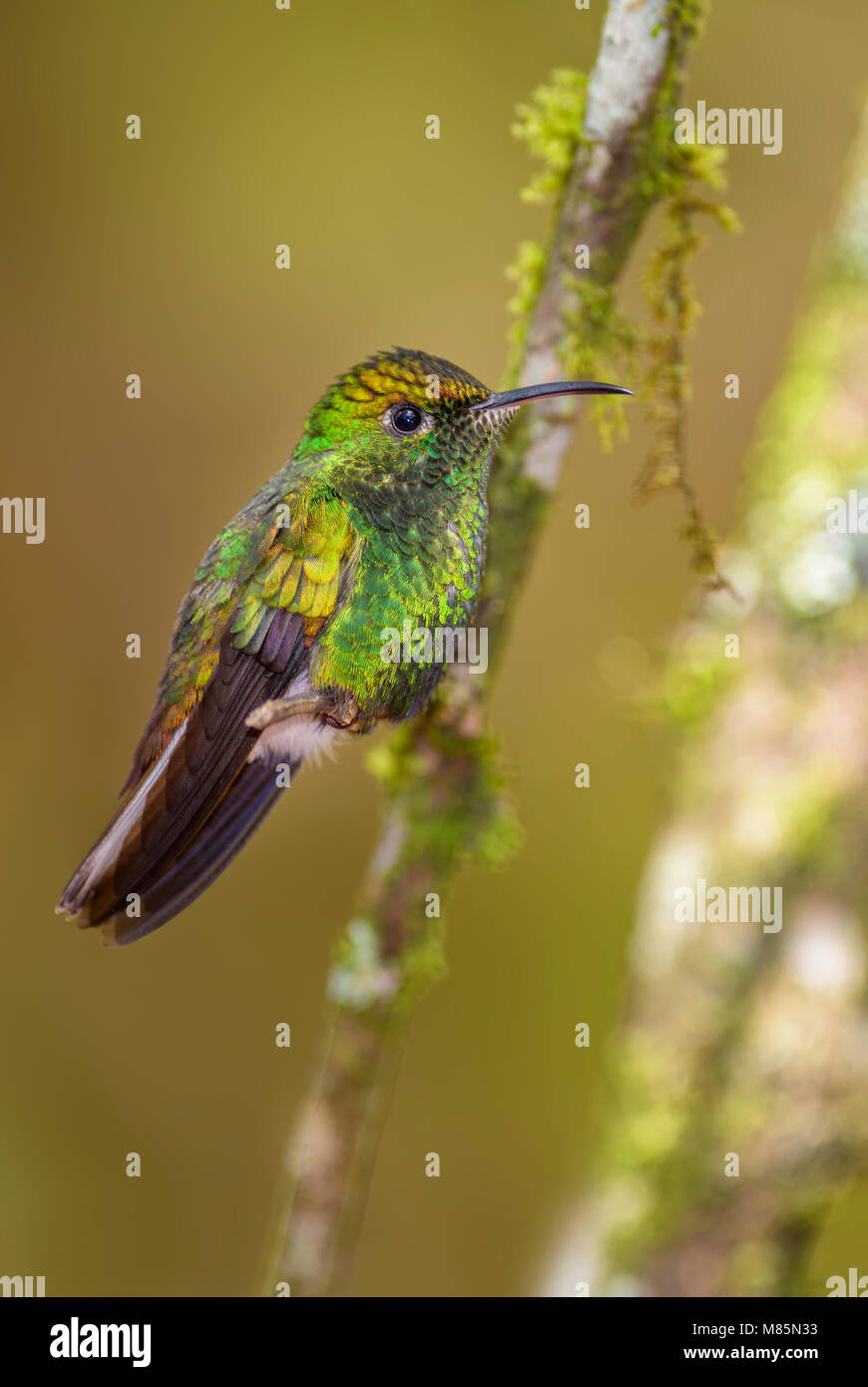 Coppery-headed Emerald - Elvira cupreiceps, beautiful small green ...