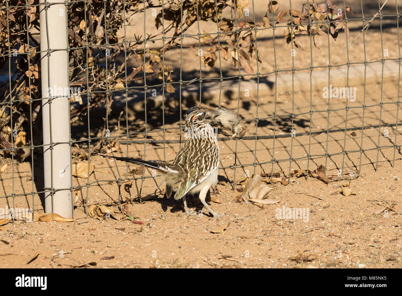 Roadrunner eating hi-res stock photography and images - Alamy