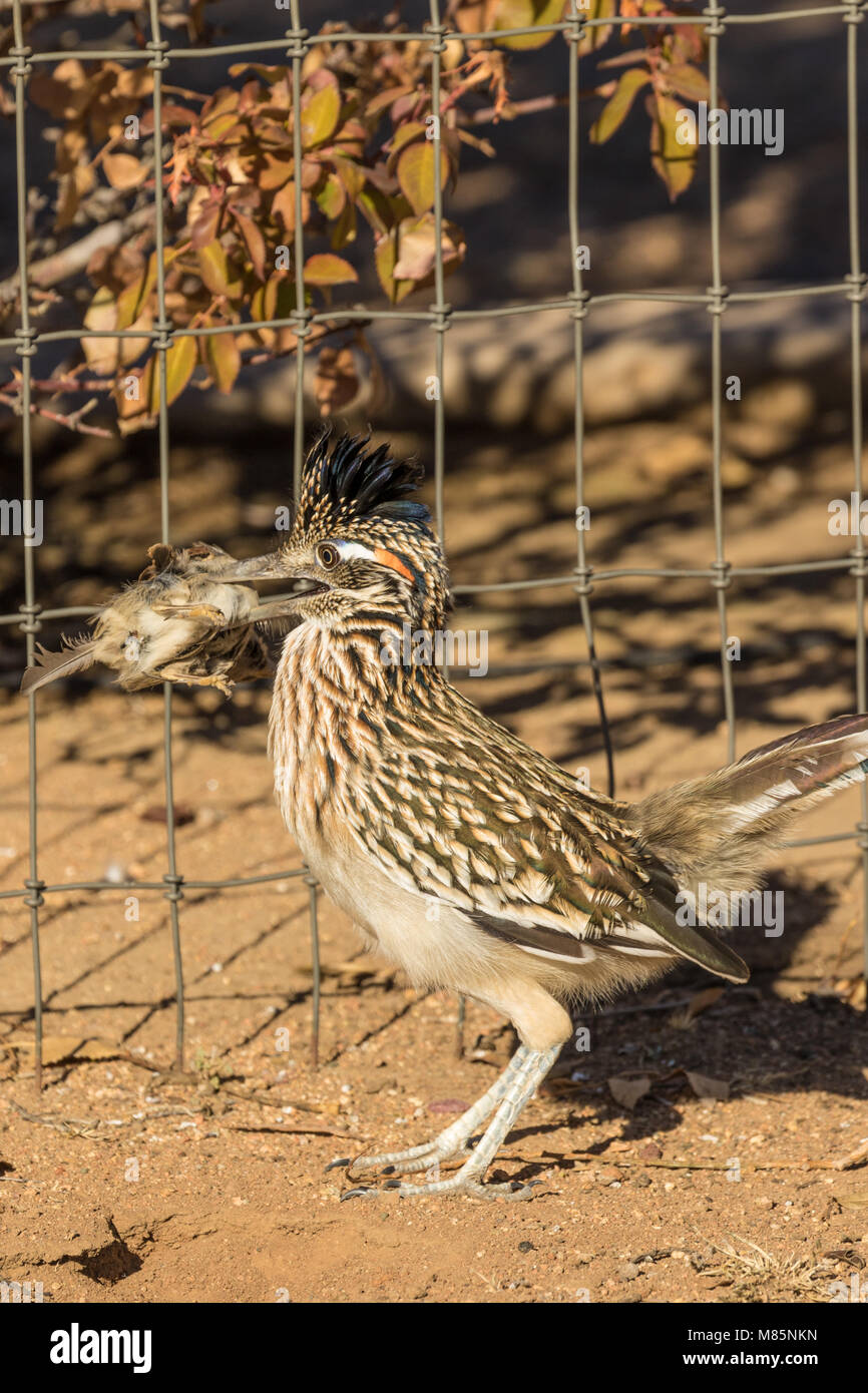 Roadrunner bird hi-res stock photography and images - Alamy