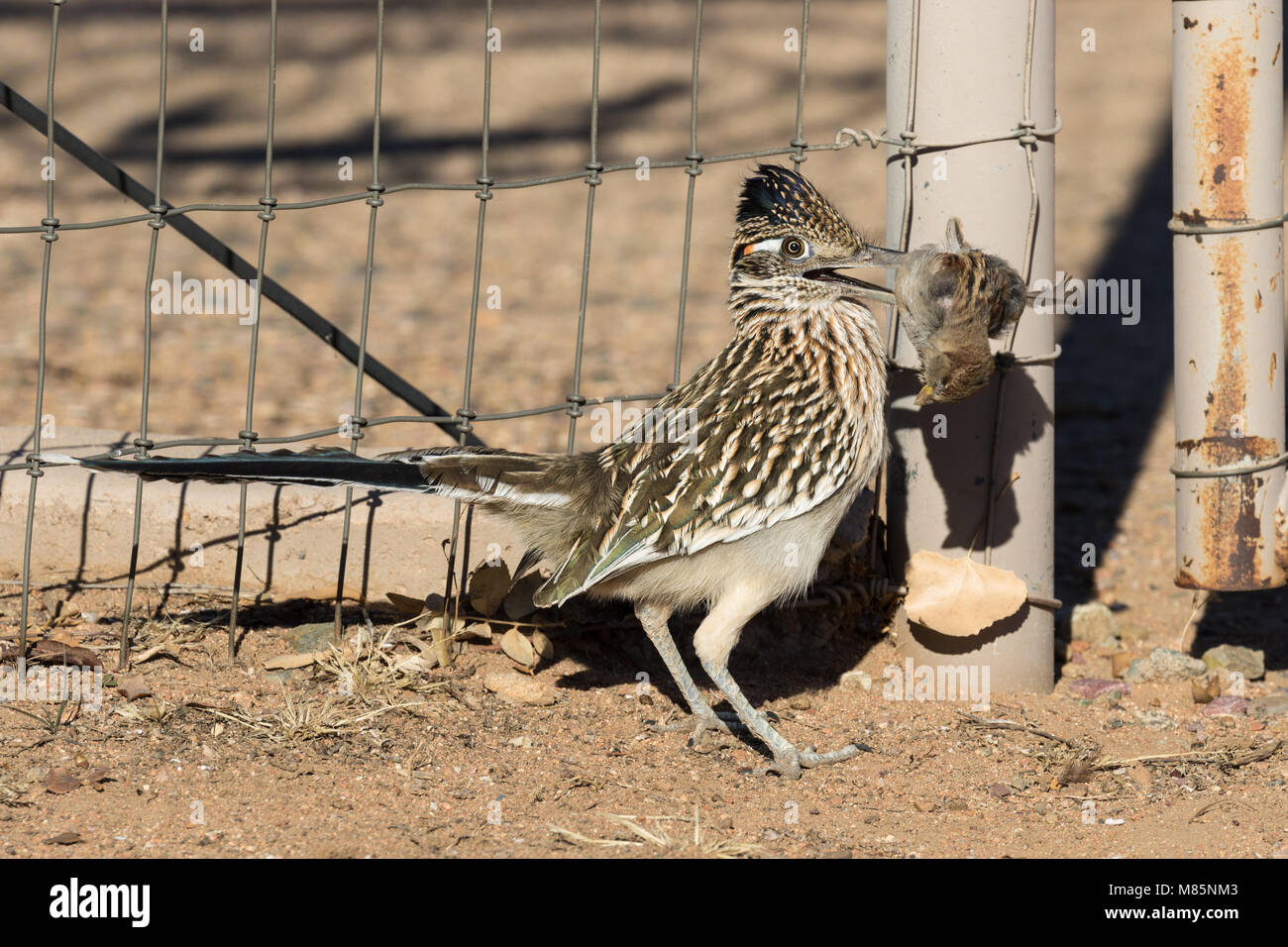 Roadrunner Eating a Bird in Arizona Stock Photo - Alamy