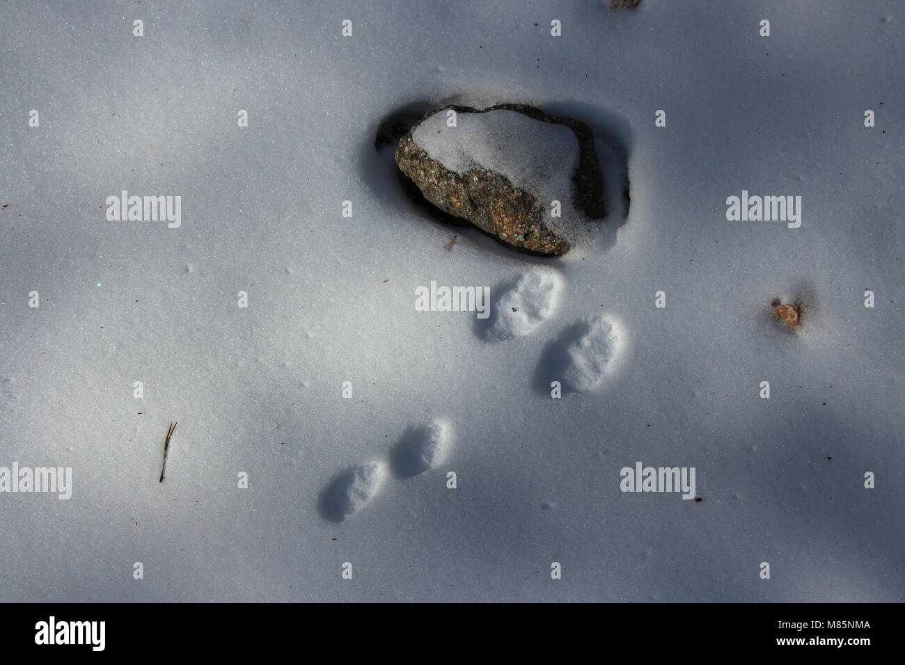 Bunny prints in snow Stock Photo - Alamy
