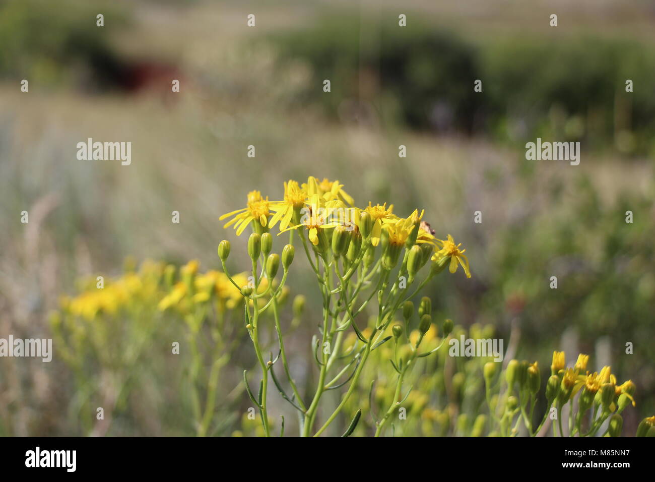 Golden flowers of summer Stock Photo - Alamy