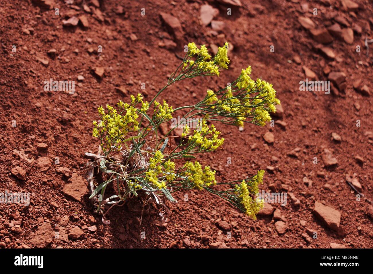 Yellow flowers, red earth Stock Photo - Alamy