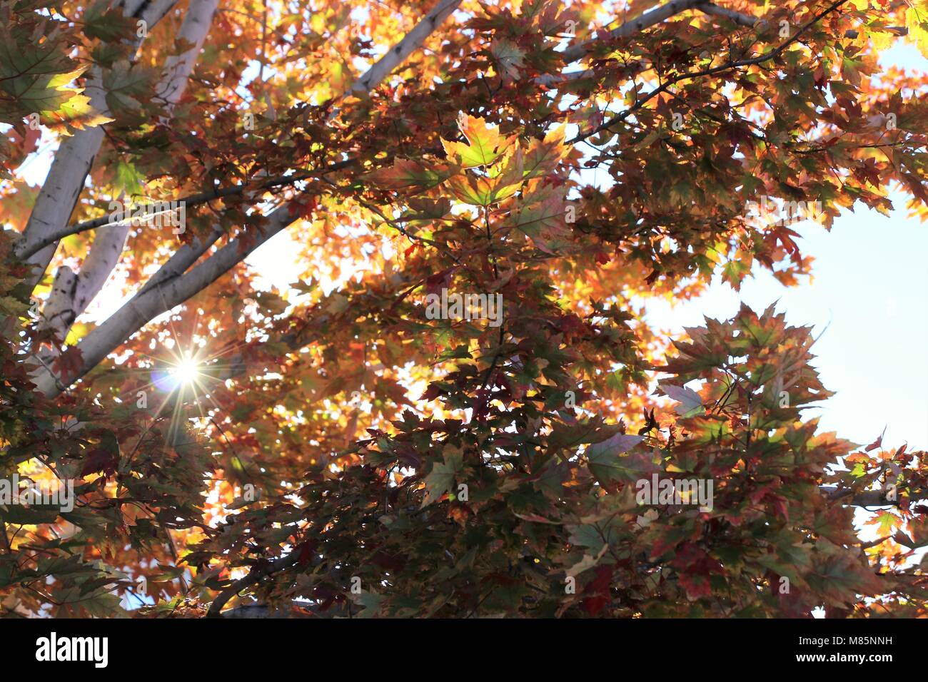 Fall foliage with sunburst Stock Photo - Alamy