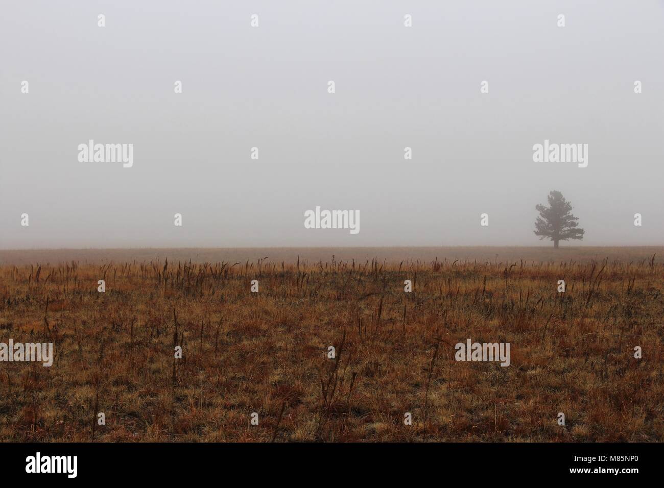 Lone tree in foggy field hi-res stock photography and images - Alamy