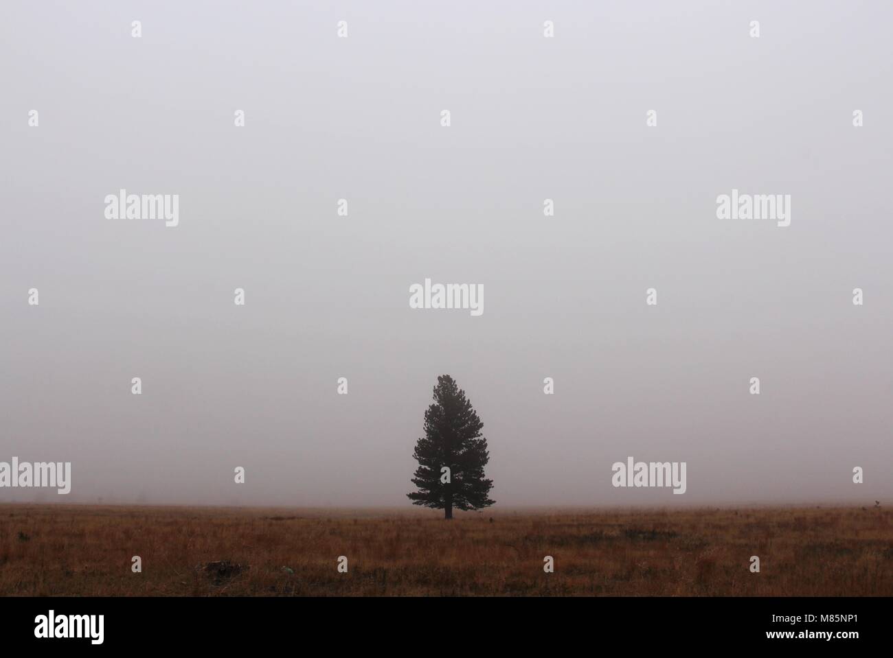 Lone tree in foggy field hi-res stock photography and images - Alamy