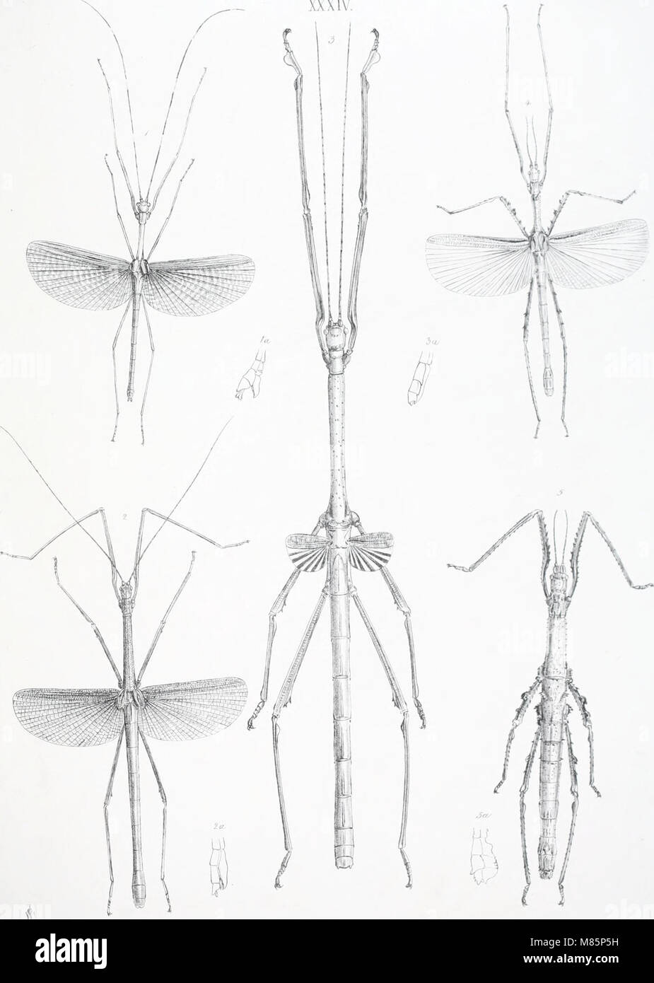 The 1859 Catalogue of Orthopterous Insects details the Phasmidae family ...