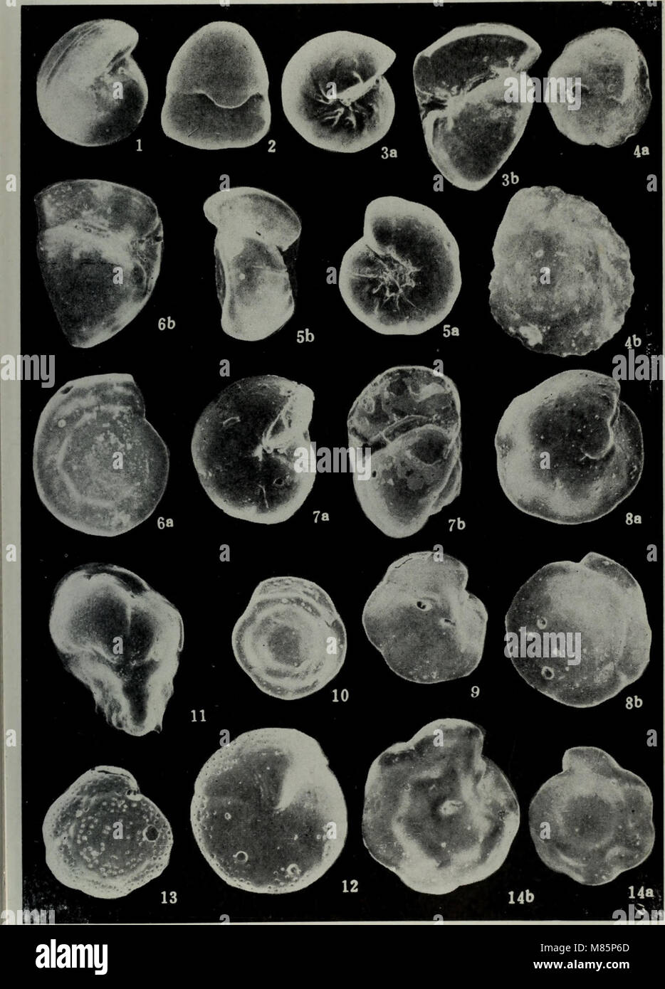 Chong sheng hai cao di si ji wei ti sheng wu qun ji qi di zhi yi yi ...
