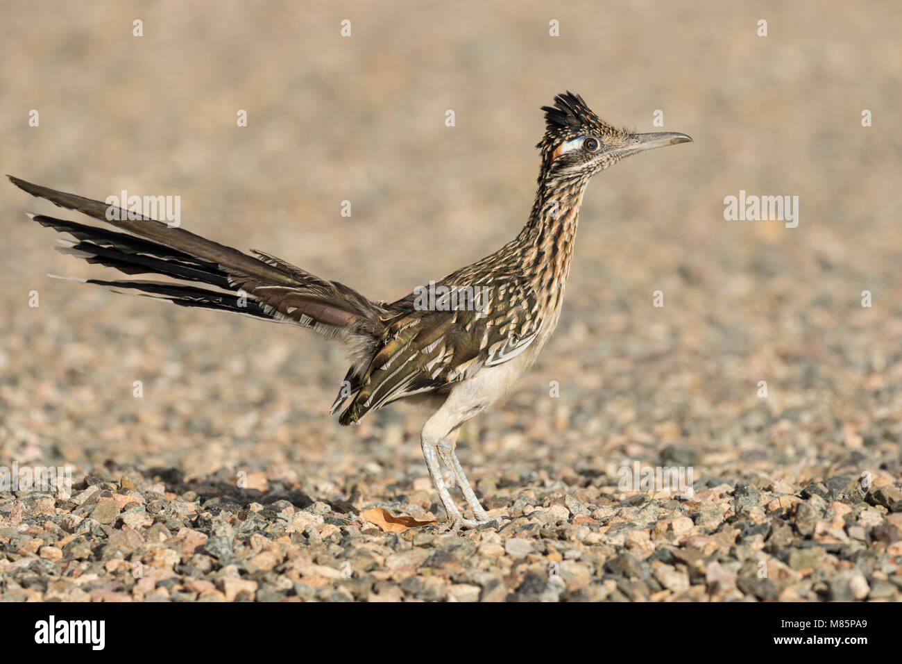 Roadrunner hi-res stock photography and images - Alamy