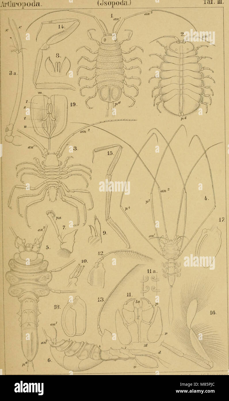 Dr. H.G. Bronn's work on animal classification from 1916 presents ...
