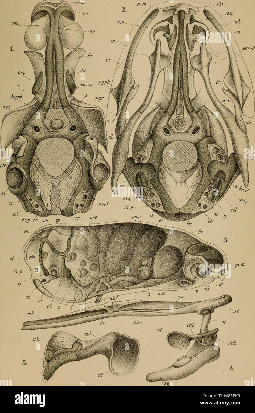 This 1890 work by Dr. H.G. Bronn categorizes and illustrates the animal ...