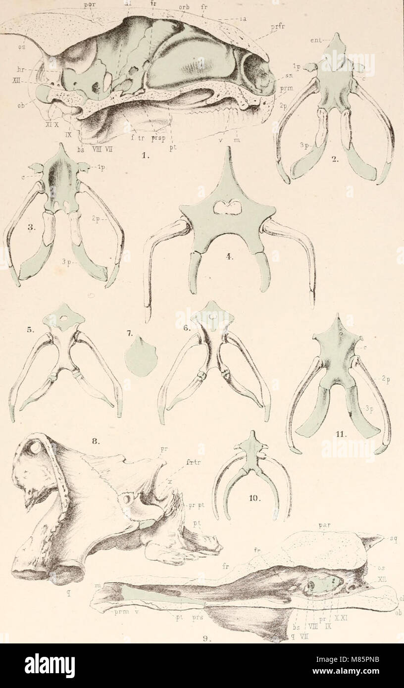 Dr. H.G. Bronn's 'Classes and Orders of the Animal Kingdom' (1890 ...