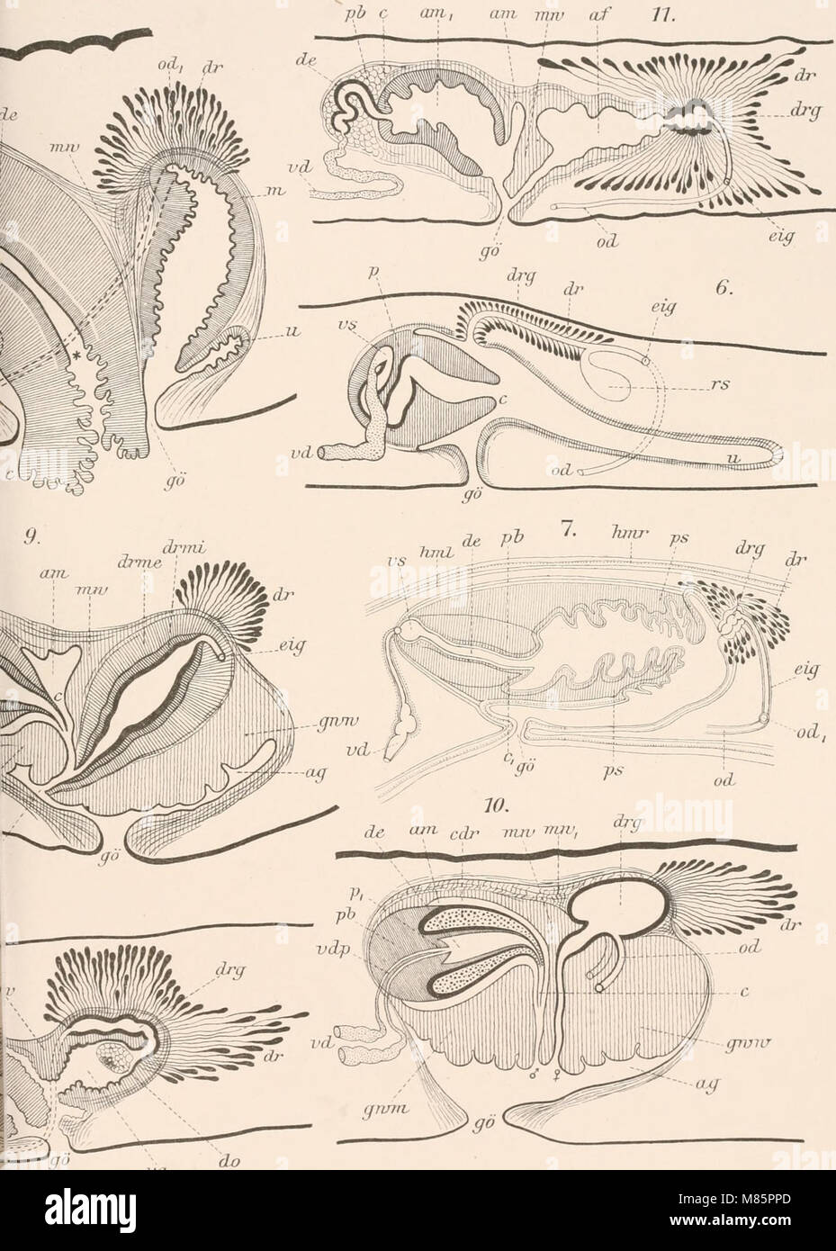 This work by Dr. H.G. Bronn provides a scientific classification of the ...